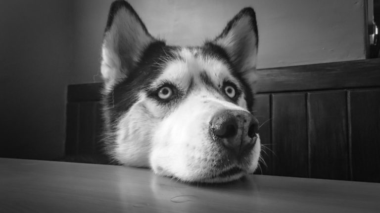 How To Stop Needy Dog Behavior Before It Gets Out Of Control