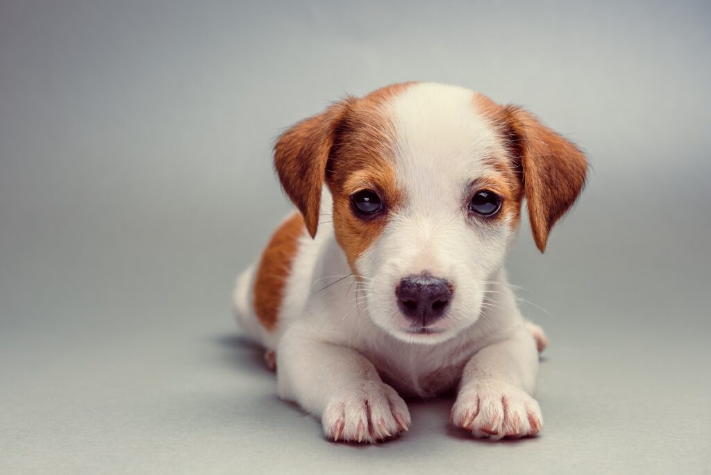 Why Is My Puppy Scared Of Other Dogs? - Dealing With A Frightened Pup