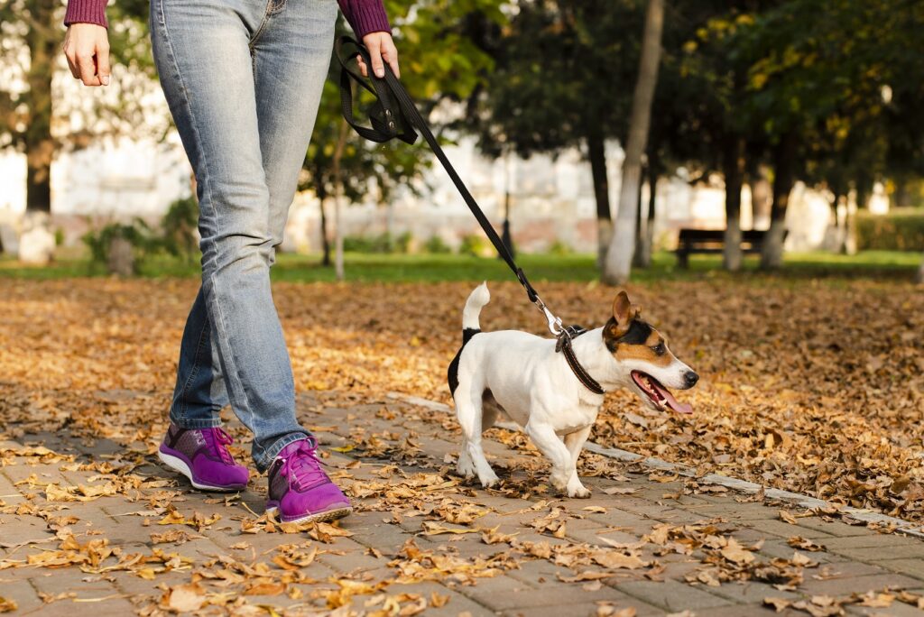 How To Train A Dog To Walk On A Leash Without Pulling