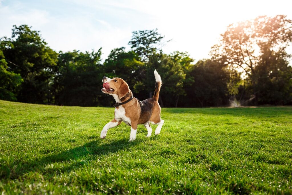How To Stop A Beagle Barking - The Quick & Easy Way
