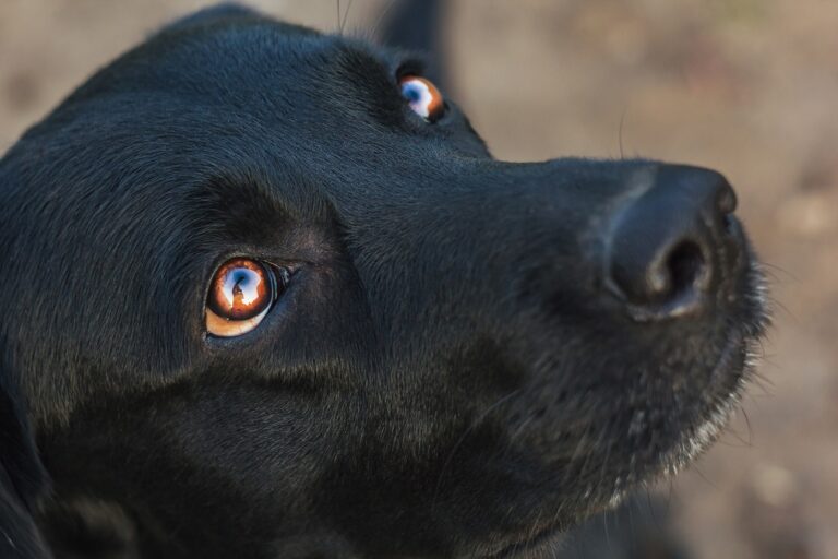 Why Is My Labrador Suddenly Aggressive? - Dog Coaching Academy