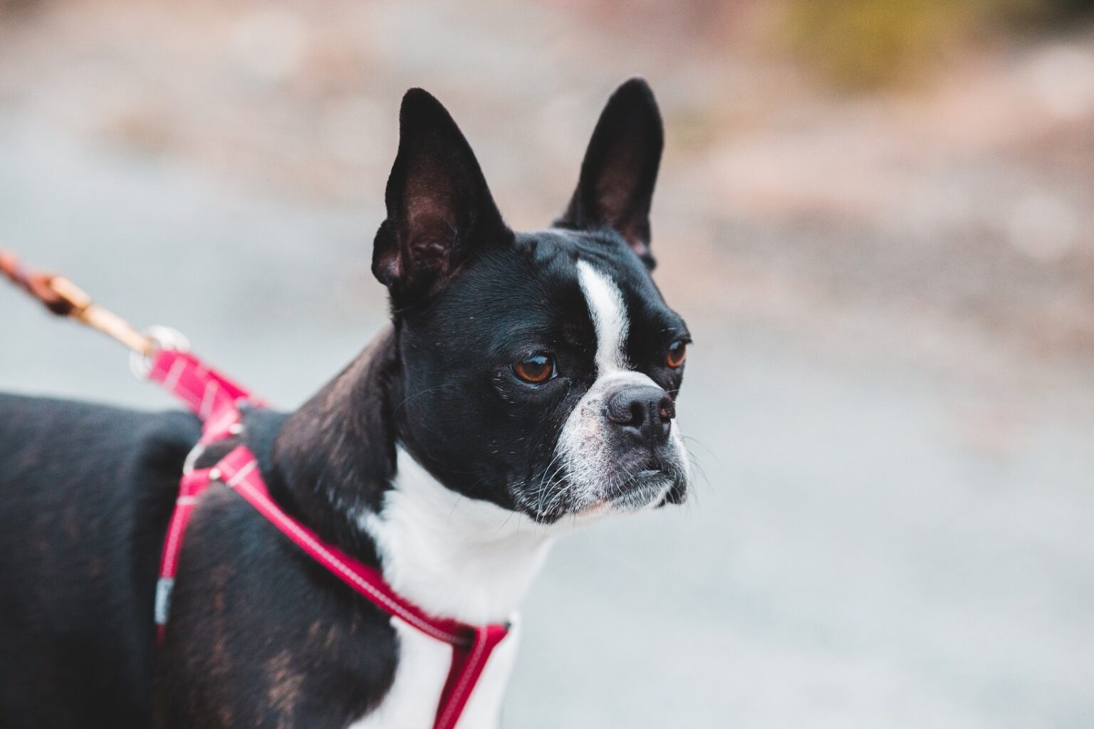 How To Calm An Aggressive Boston Terrier - The Quick & Easy Way